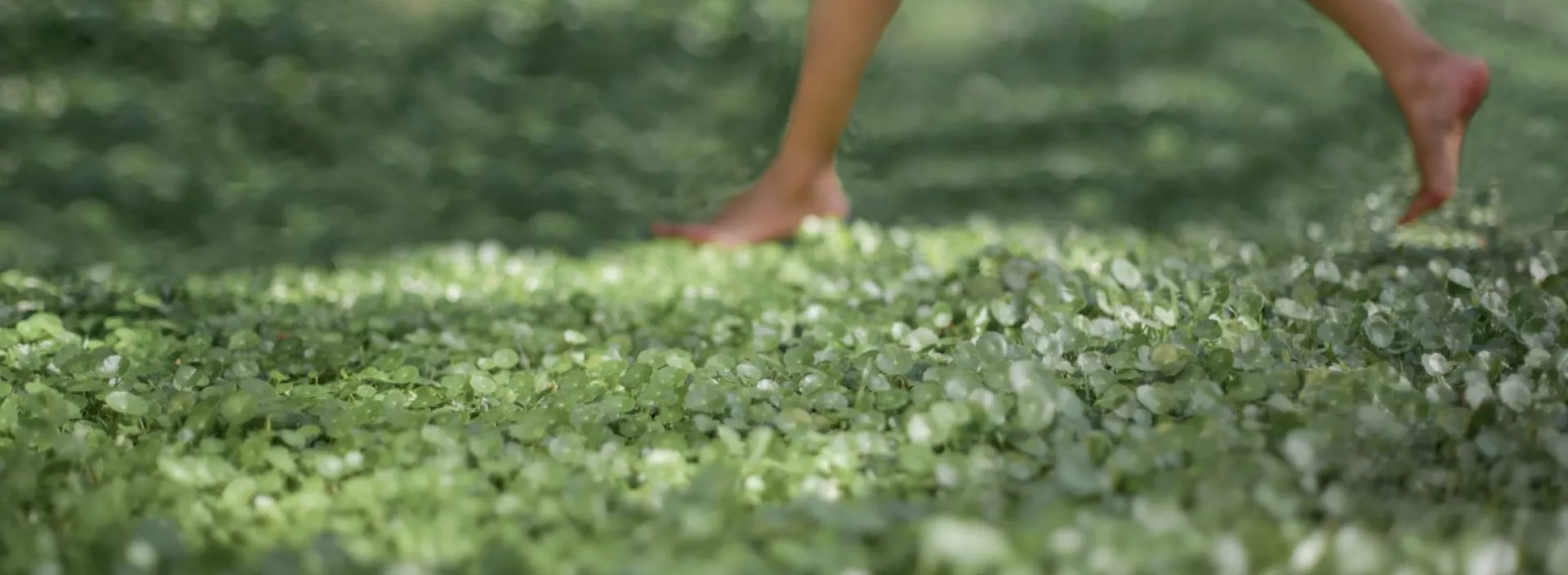 Spa Wellbeing Banyan Group spa-wellbeing-banyan-group